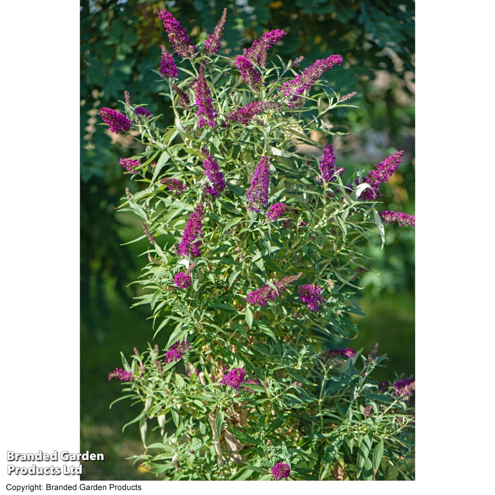 Buddleja 'Butterfly Towers'