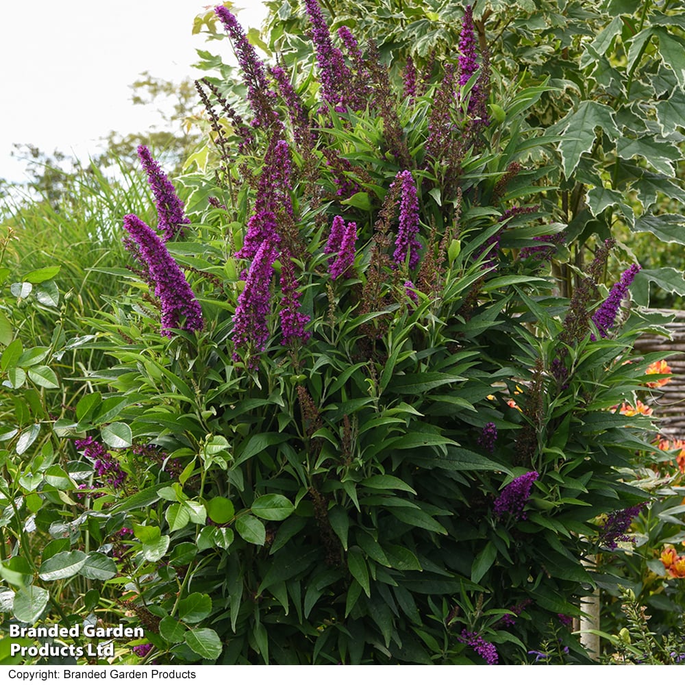 Buddleja 'Butterfly Towers'