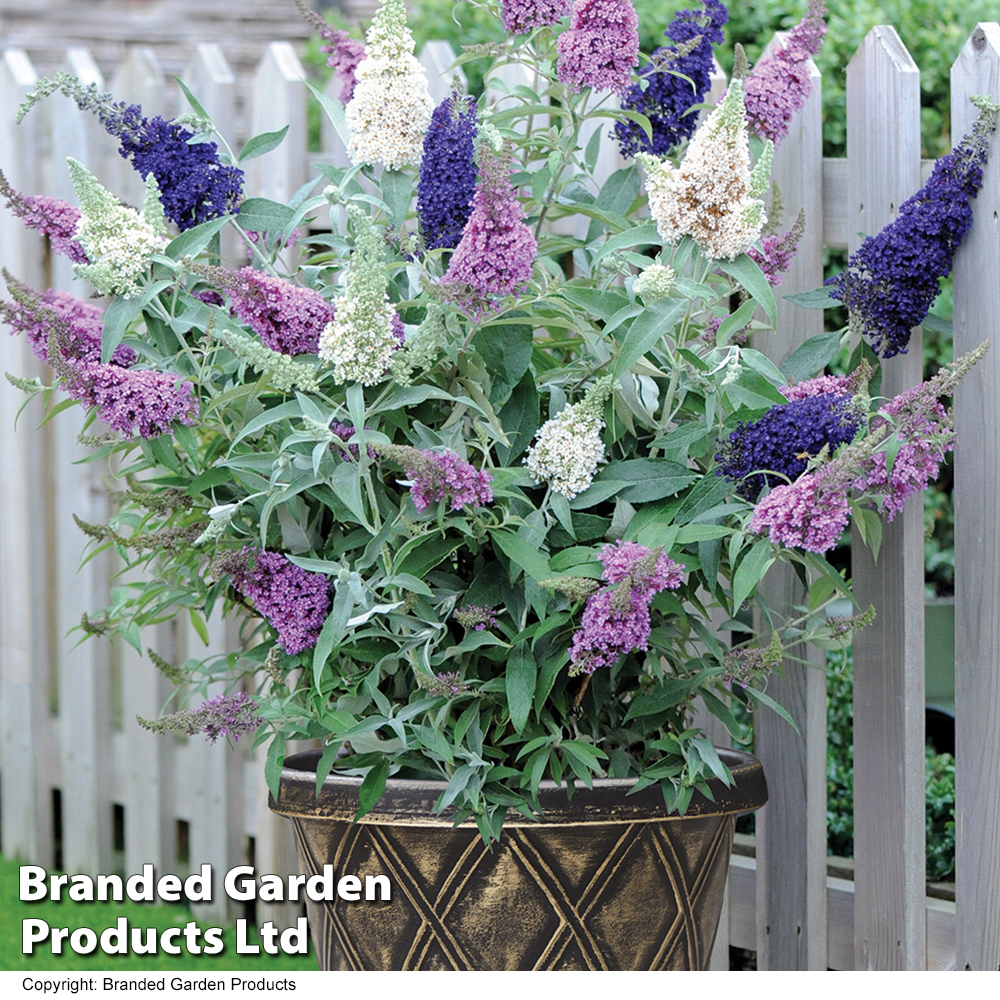 Buddleja 'Buzz® Collection' | Suttons