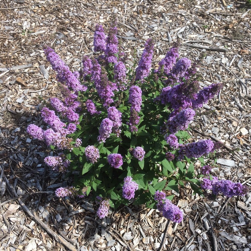 Buddleja High Five Purple | Suttons | Suttons