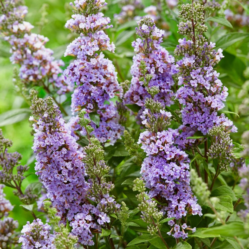 Buddleja High Five Purple | Suttons | Suttons