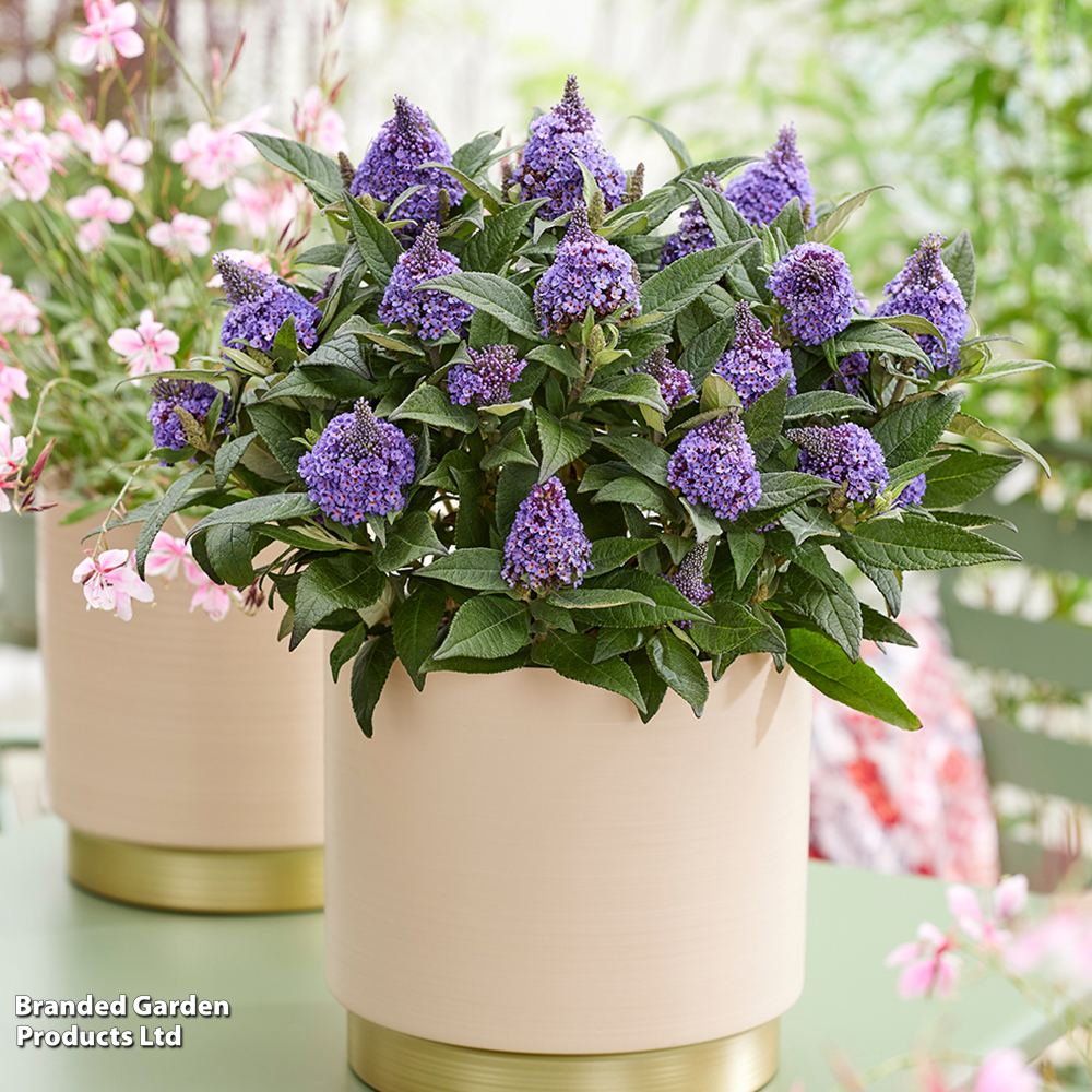 Buddleja davidii 'Little Rockstars Blue'