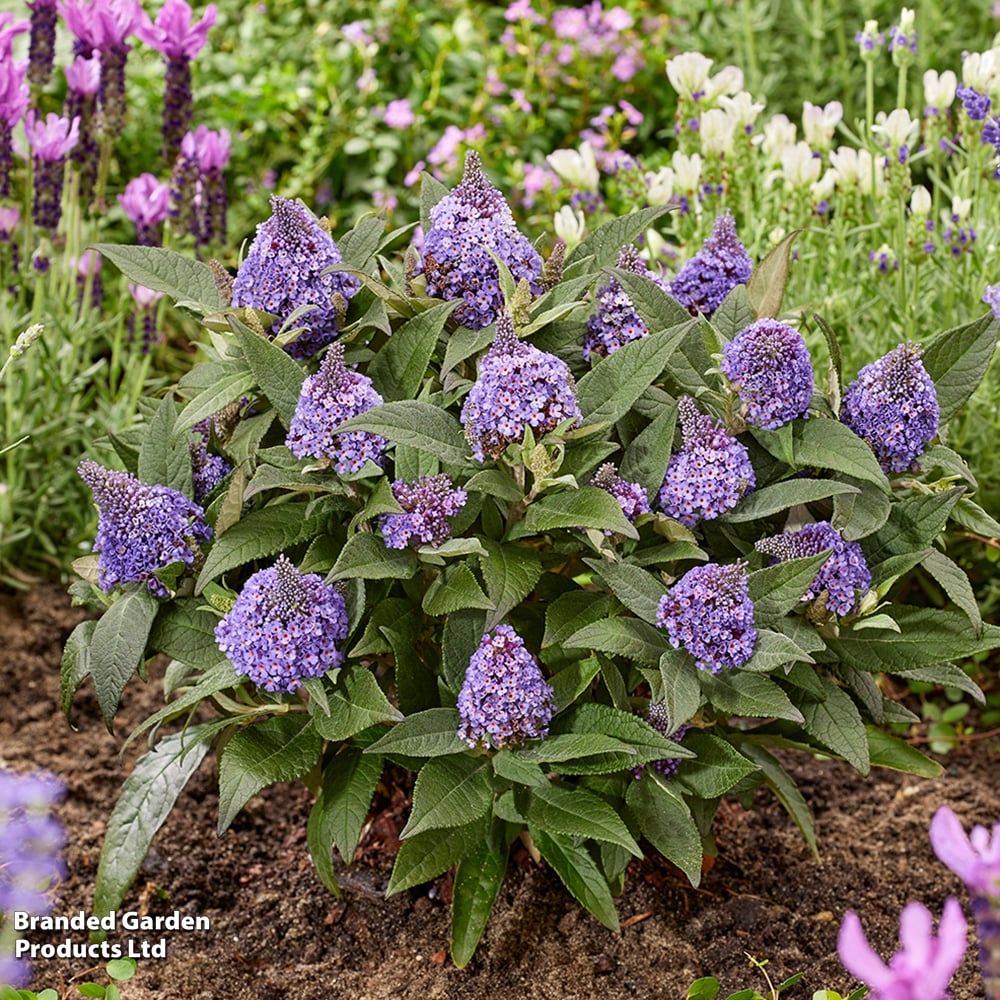 Dwarf Tricolour Buddleia