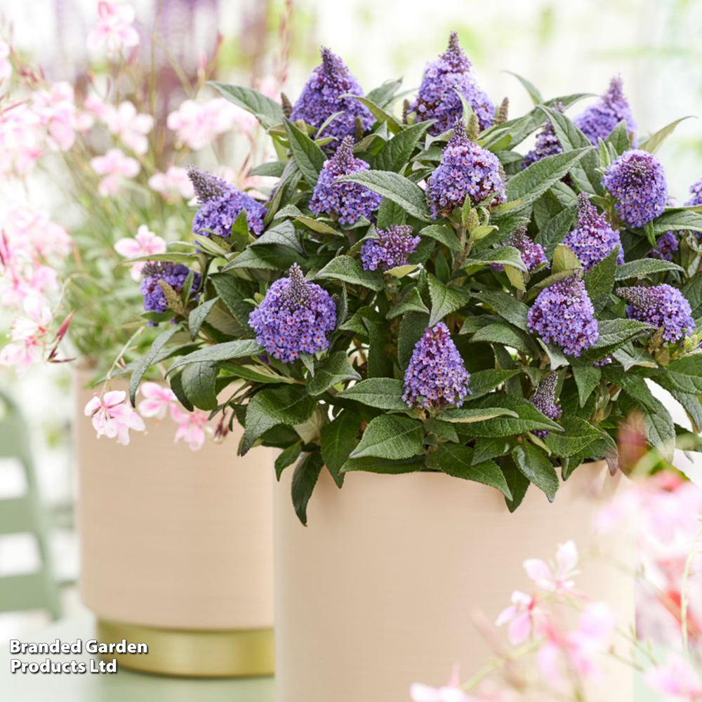 Buddleja davidii 'Little Rockstars Blue'