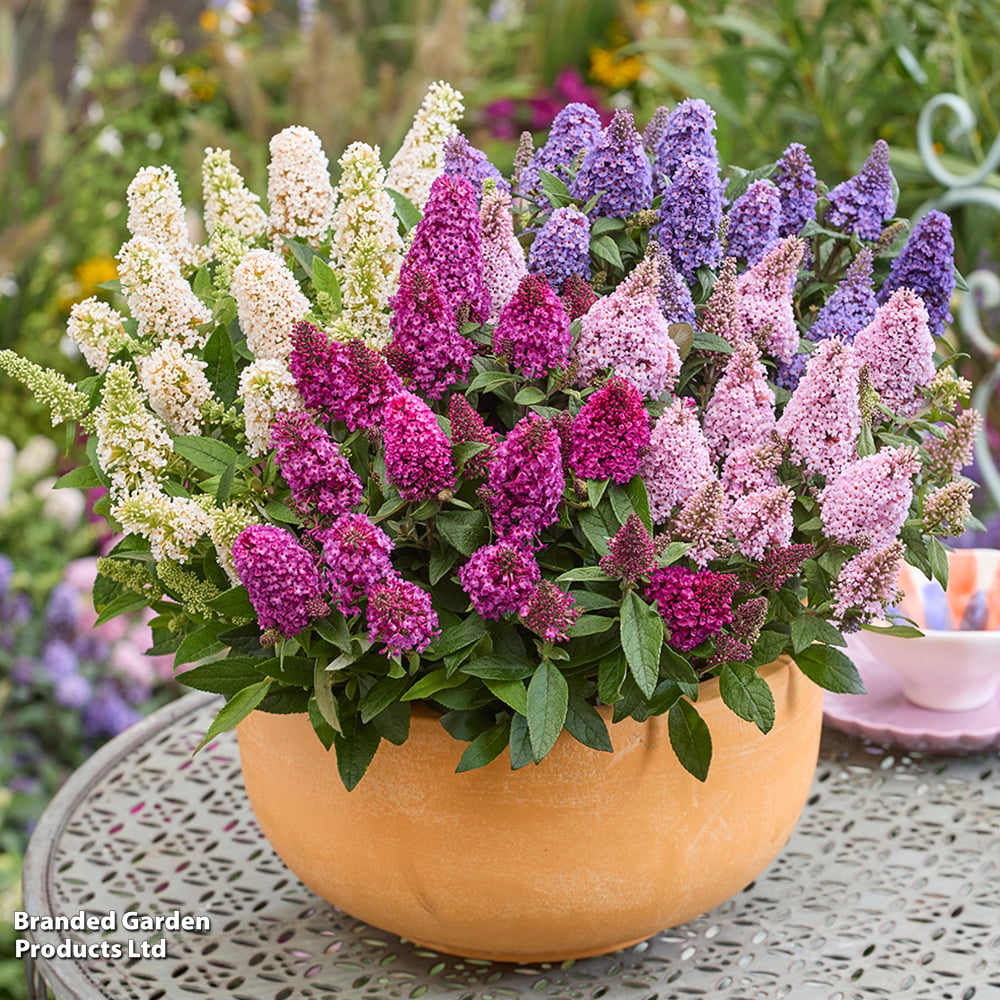 Buddleja davidii 'Little Rockstars Collection'