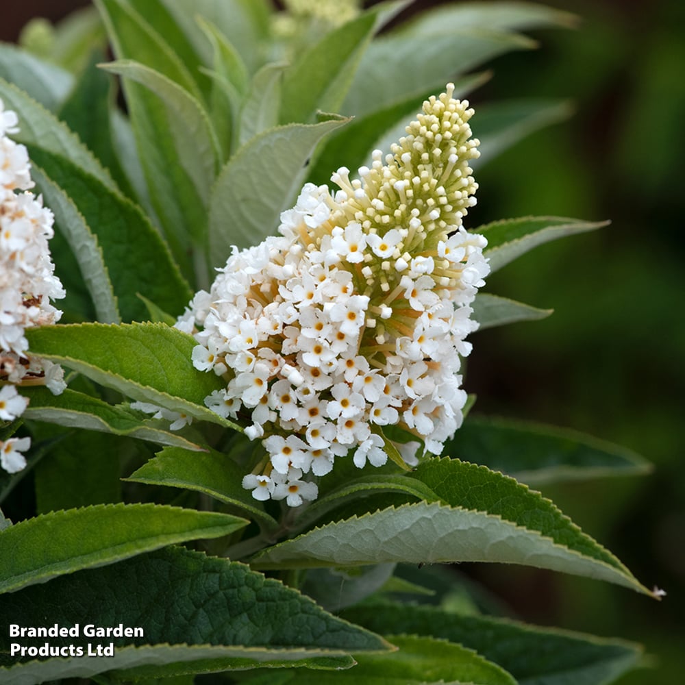 Buddleja davidii 'Little Rockstars White'