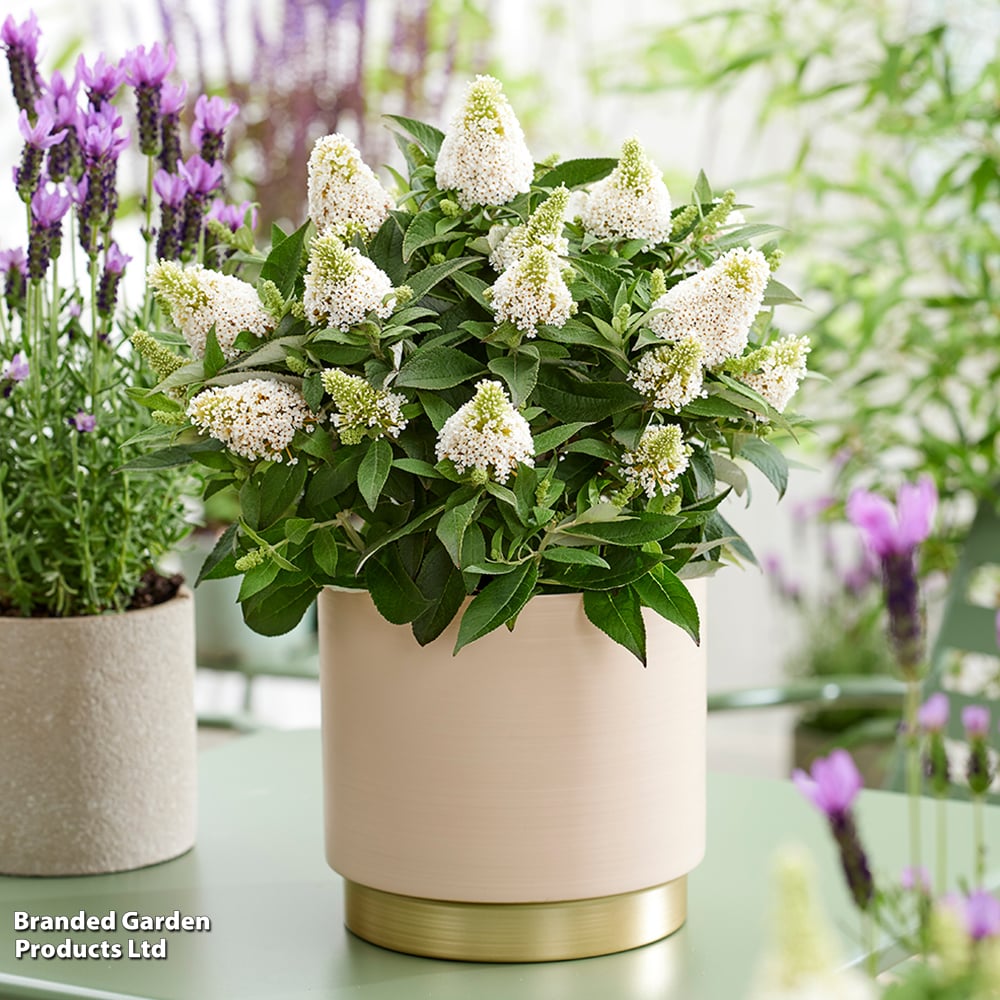 Buddleja davidii 'Little Rockstars White'