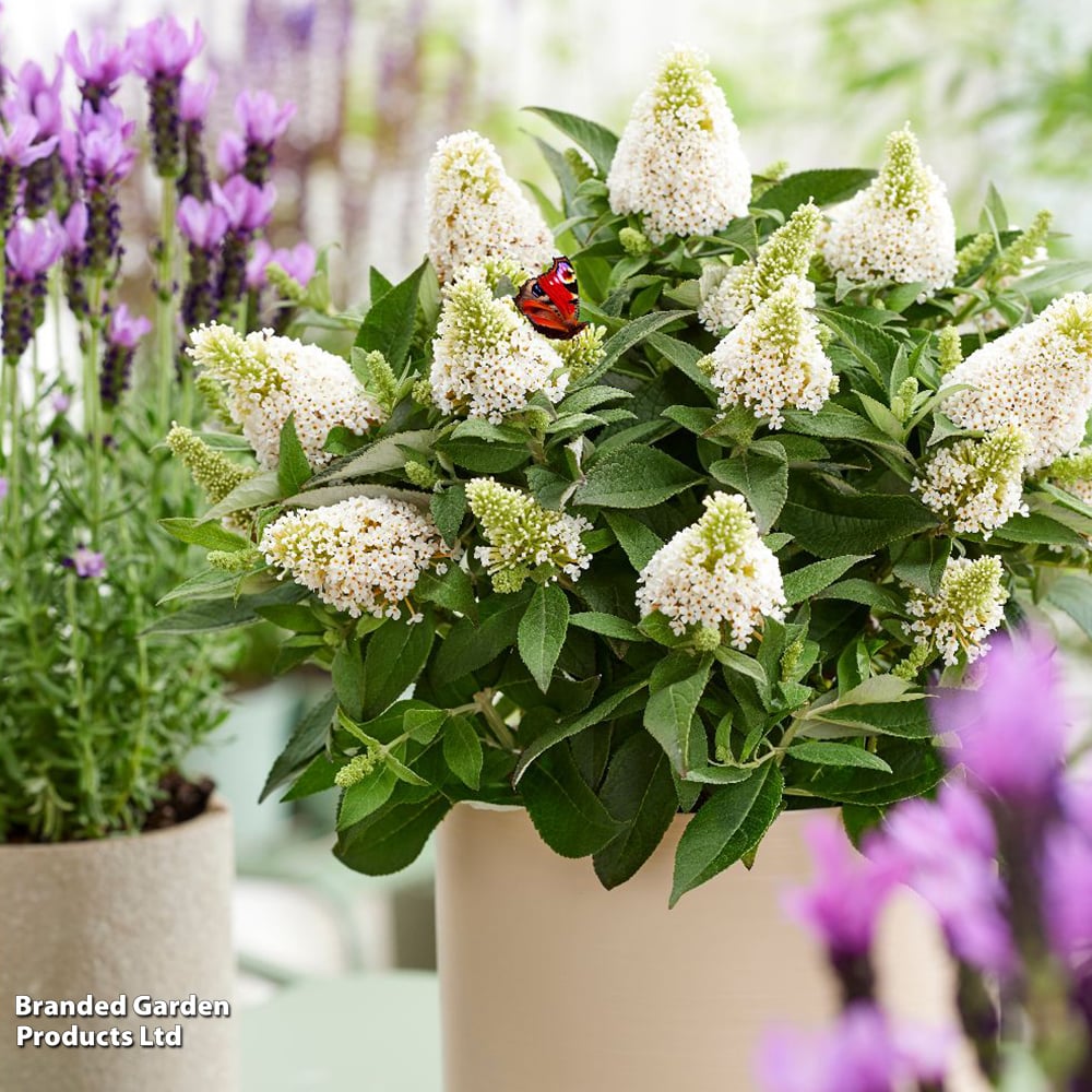 Buddleja davidii 'Little Rockstars White'