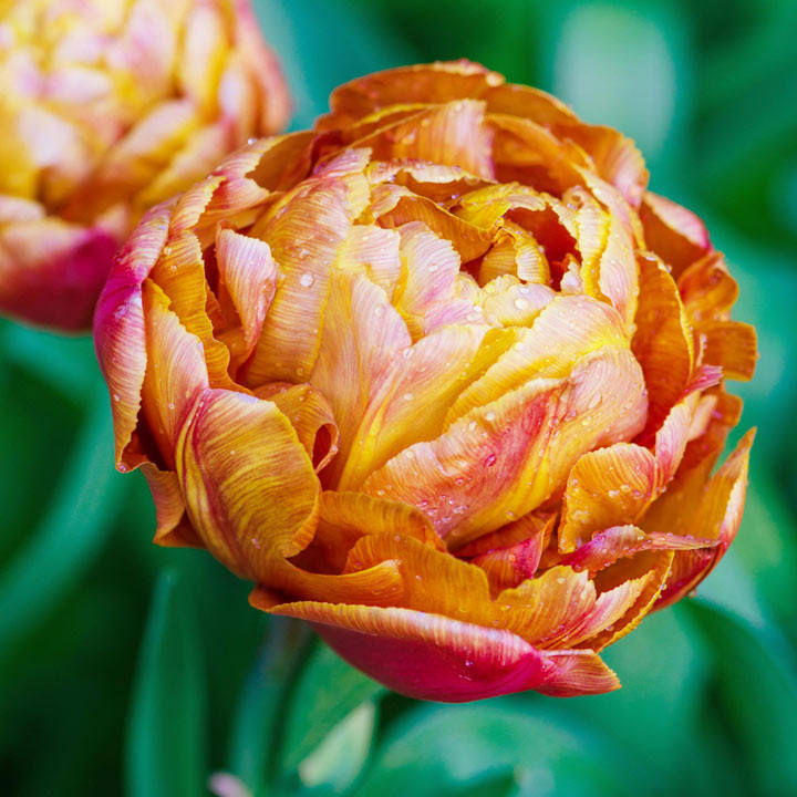 Tulip 'Brownie' | Suttons