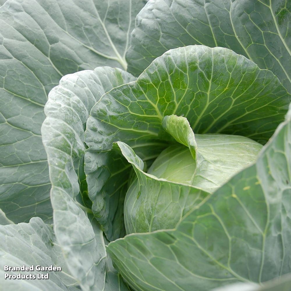Cabbage 'Duncan' (Spring/Summer/Autumn)