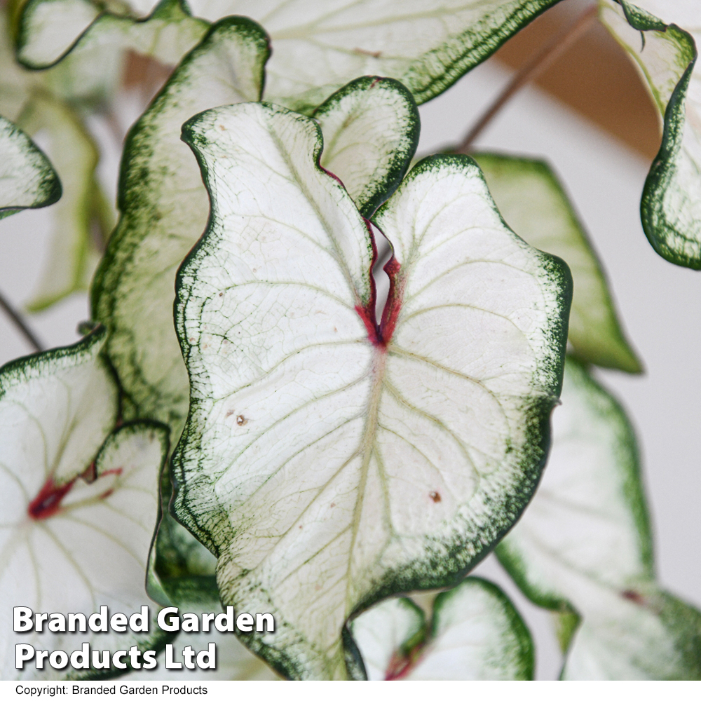 Caladium Heart to Heart® 'White Wonder' | Suttons