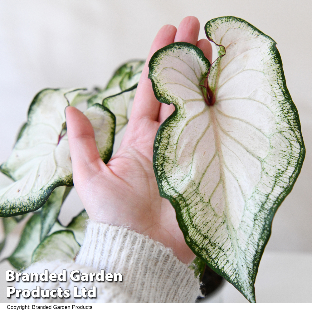 Caladium Heart to Heart® 'White Wonder' | Suttons