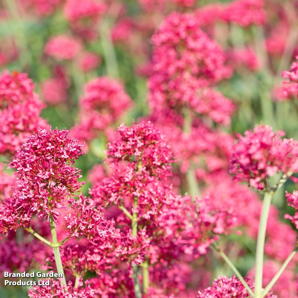 Centranthus ruber