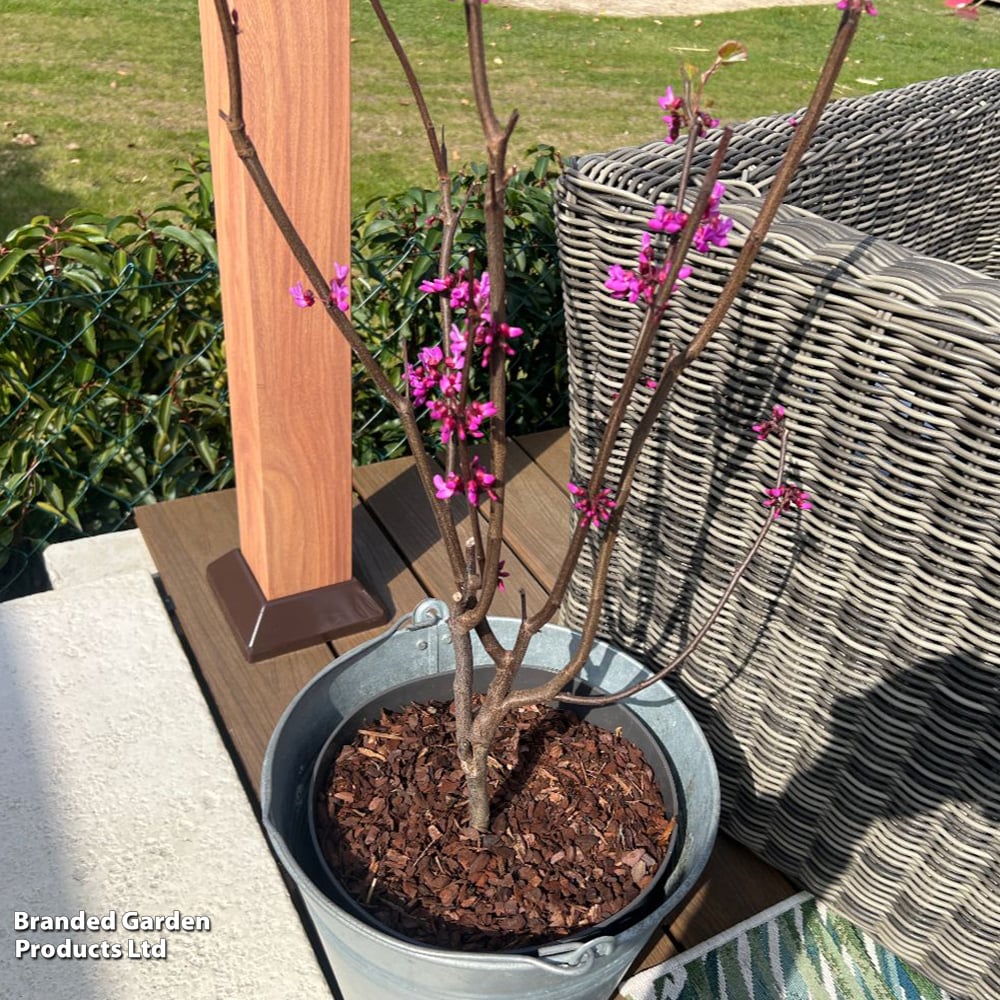 Cercis griffithii 'Blue Lagoon'