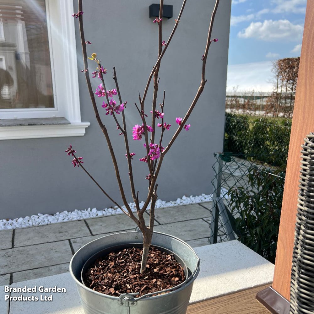 Cercis griffithii 'Blue Lagoon'
