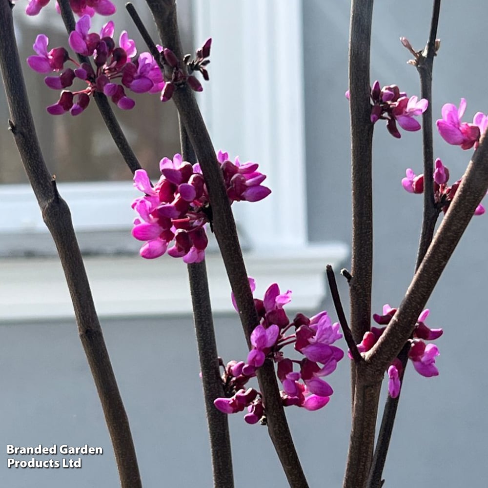 Cercis griffithii 'Blue Lagoon'