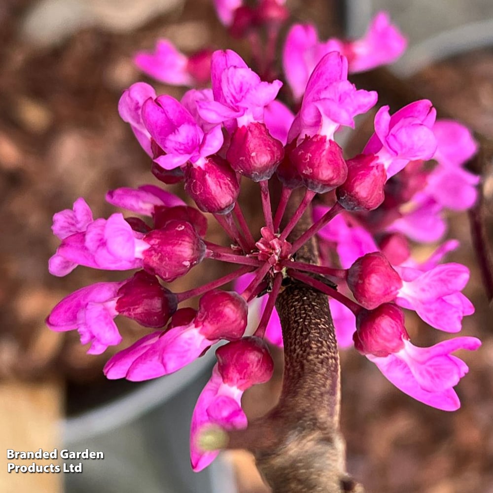 Cercis griffithii 'Blue Lagoon'