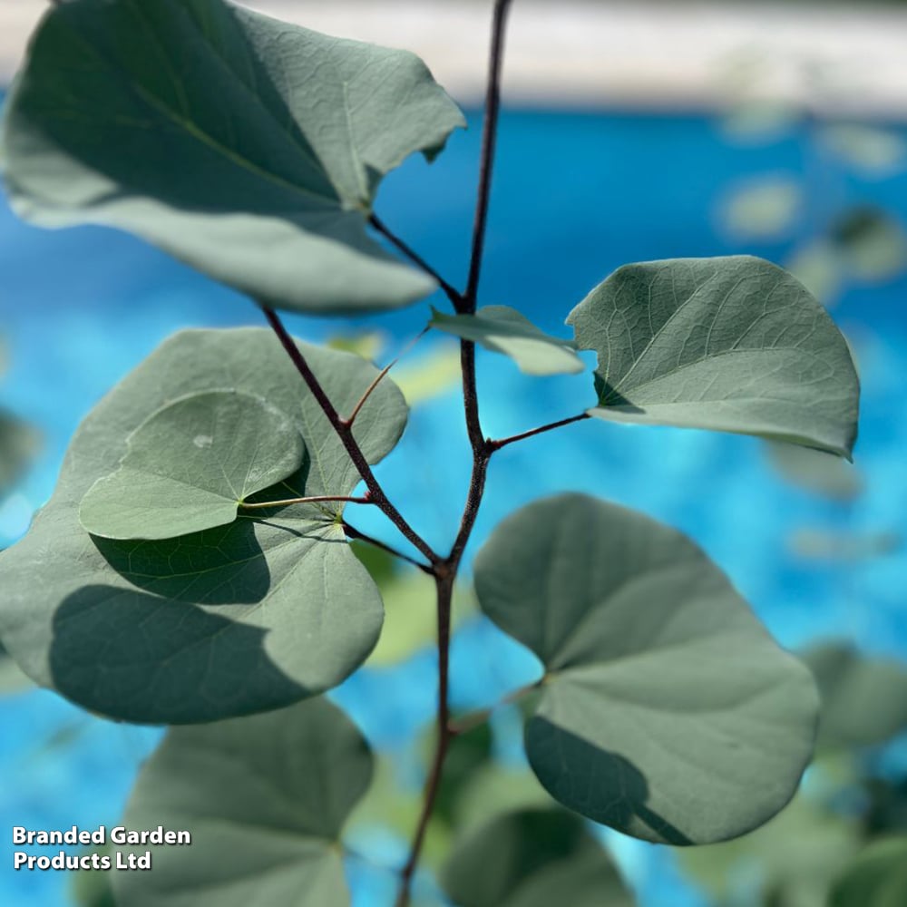 Cercis griffithii 'Blue Lagoon'