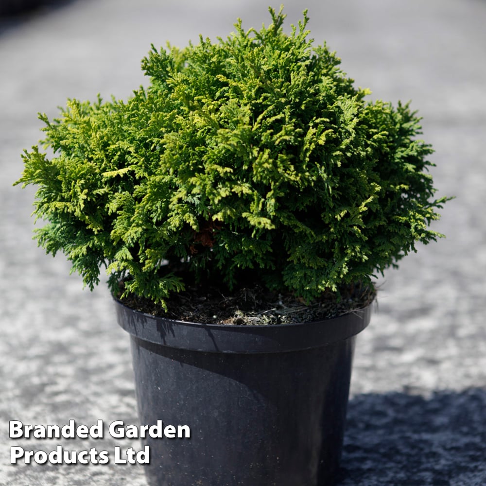 Chamaecyparis pisifera 'Golden Pincushion' | Suttons