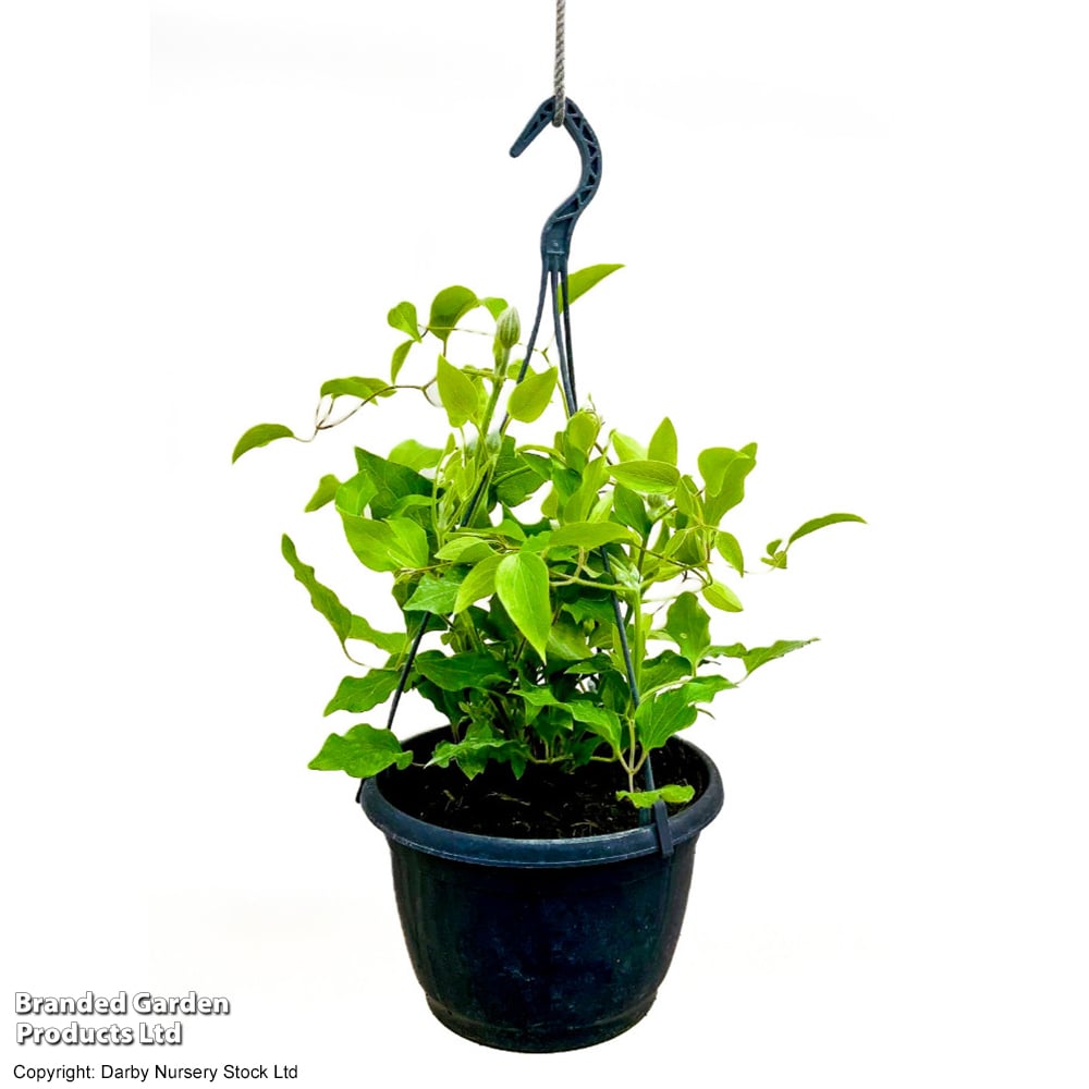 Clematis 'Darcy™' (evipo106)