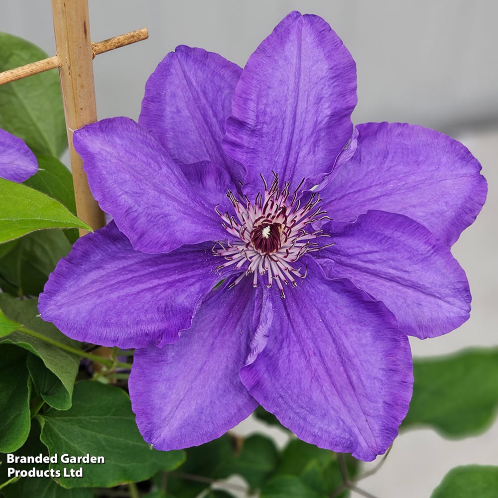 Clematis 'Lindsay'™