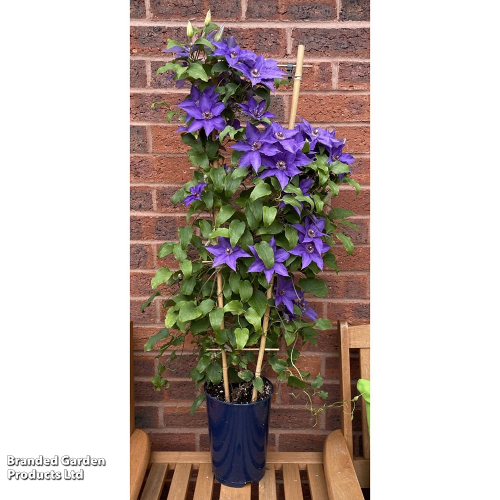Clematis 'Lindsay'™