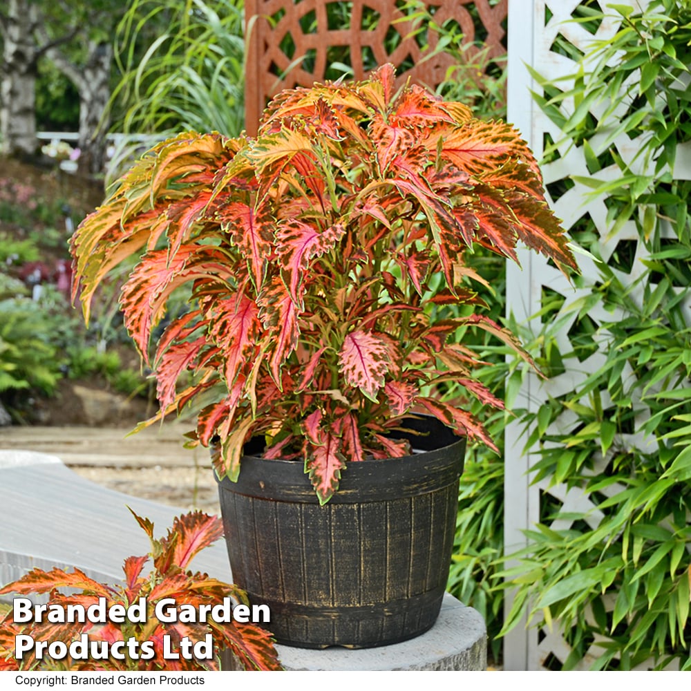 Coleus Premium 'Sun Coral Candy' | Suttons