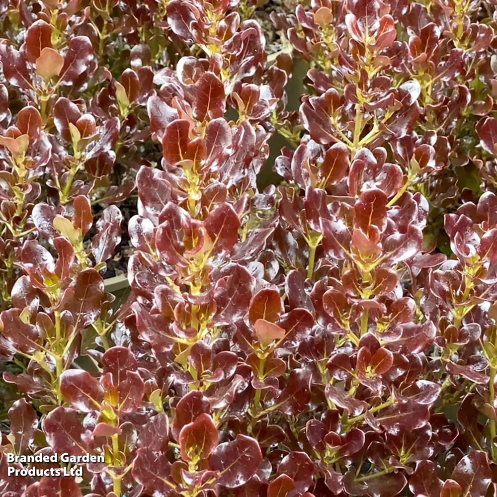 Coprosma repens 'Pacific Night'
