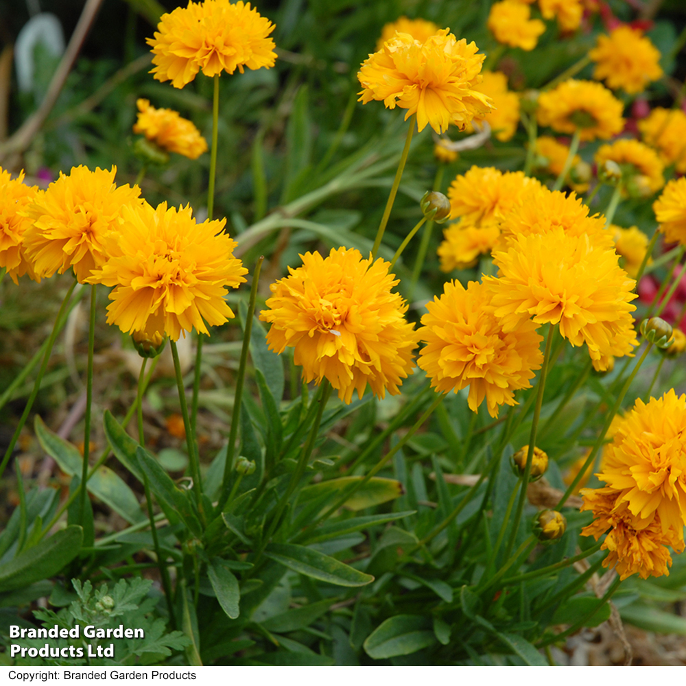 Vibrant Perennial Collection | Suttons