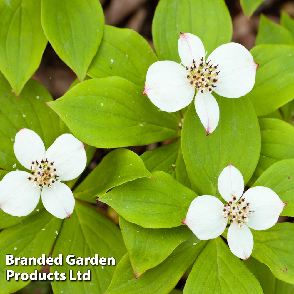 Cornus canadensis | Suttons