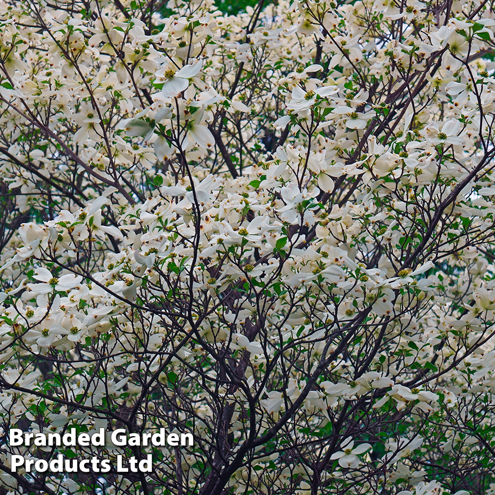 Cornus florida | Suttons