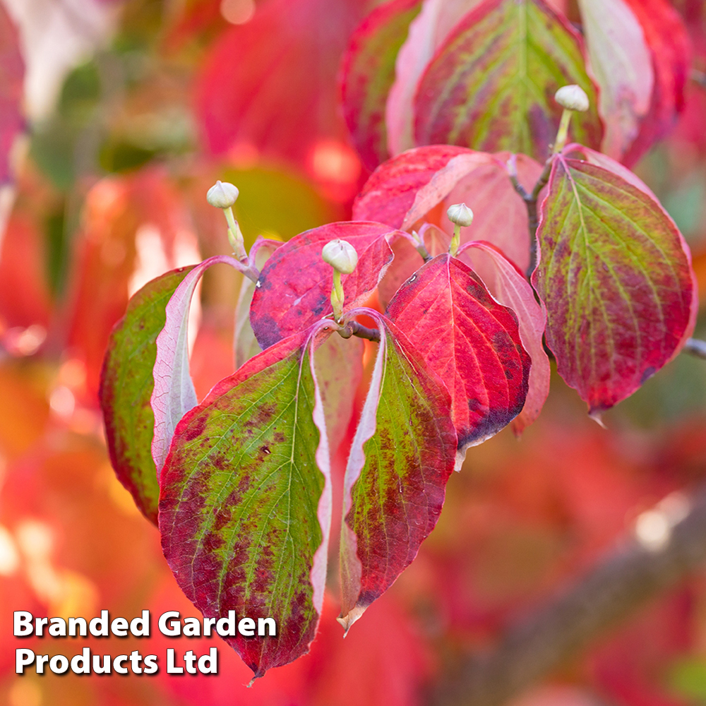 Cornus florida | Suttons