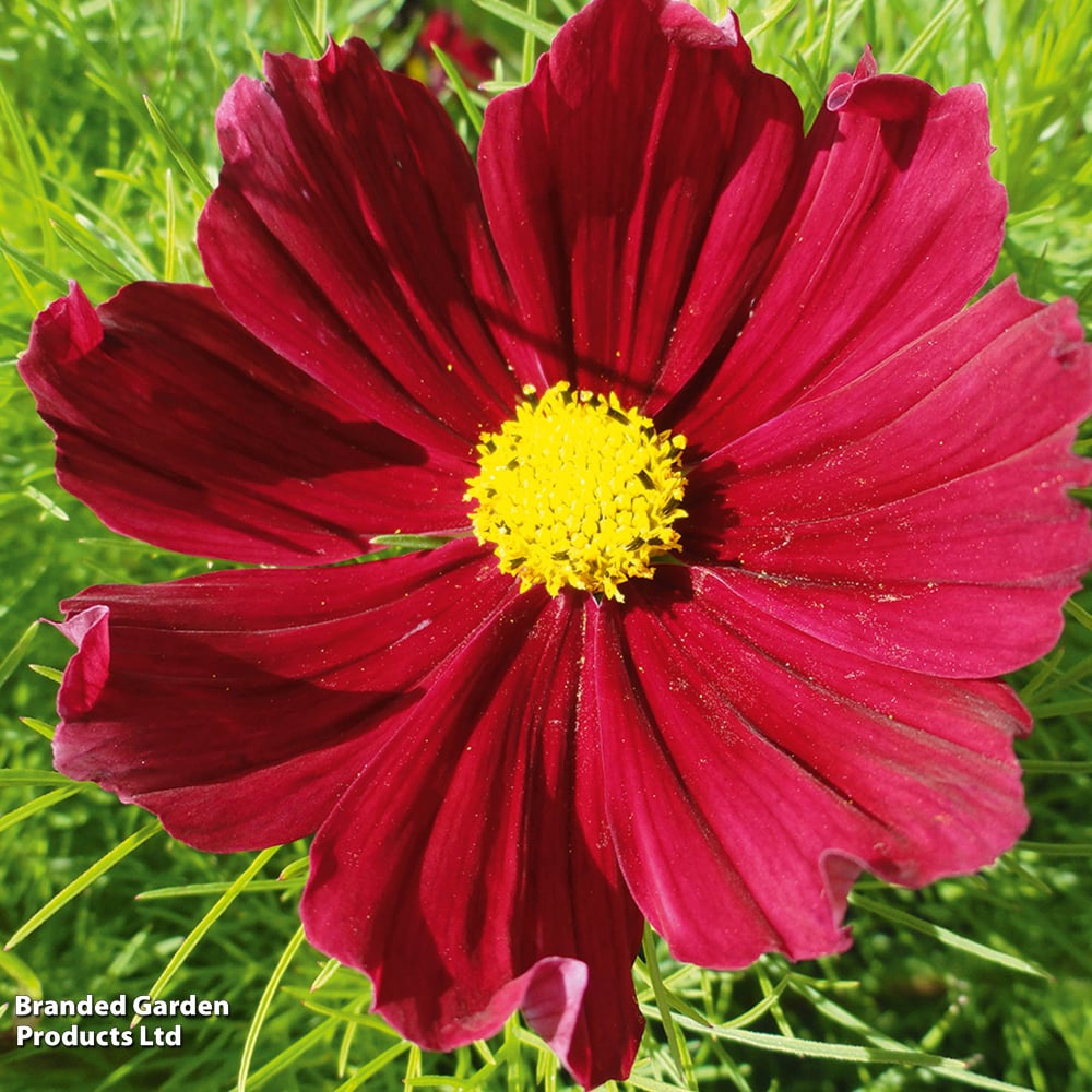 Cosmos bipinnatus 'Cosmini Red'