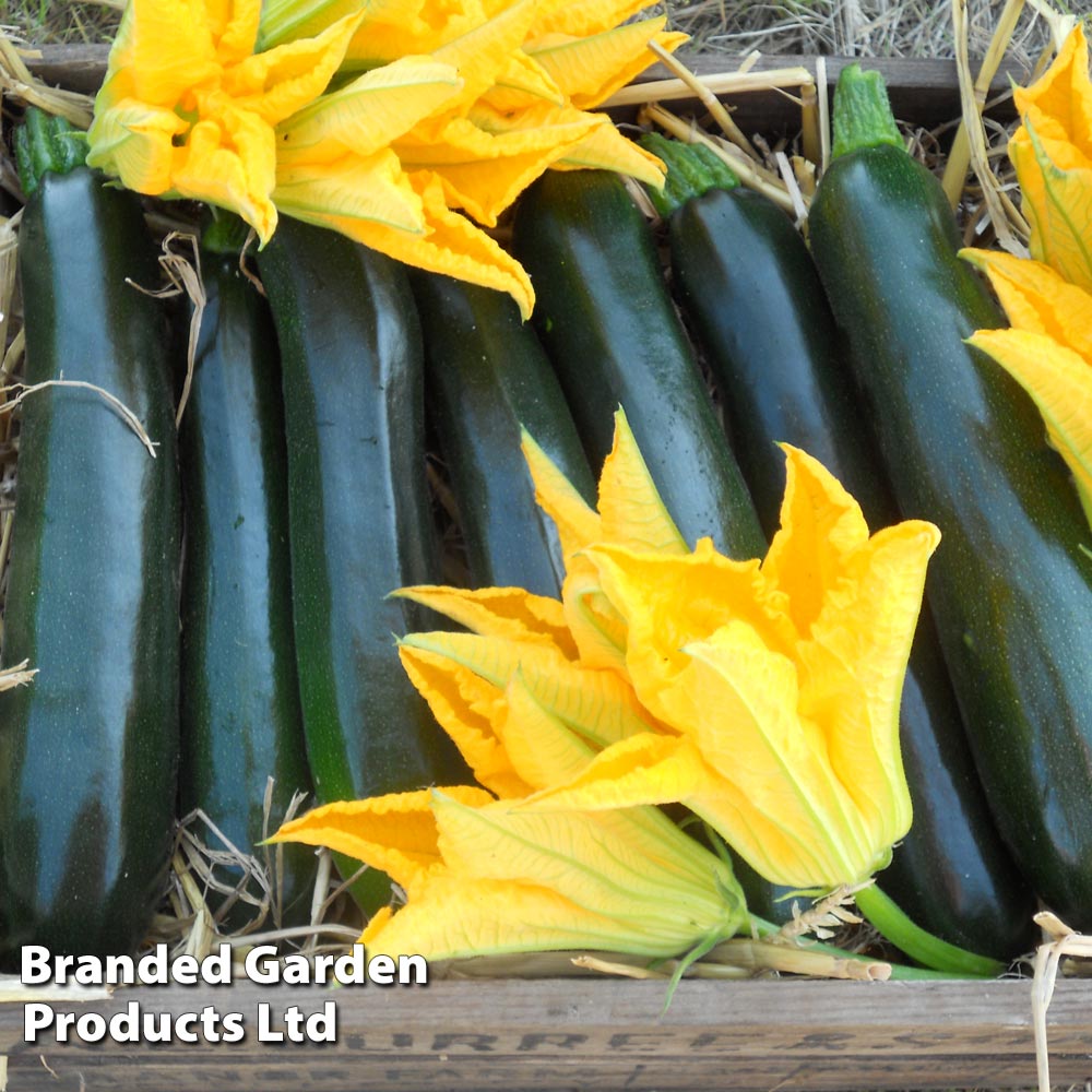 Courgette 'British Summertime' F1 - Seeds | Suttons