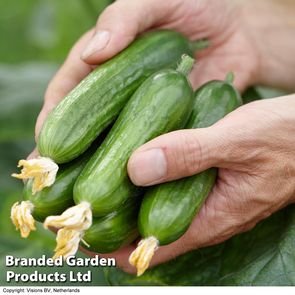 Cucumber Grafted Duo | Suttons