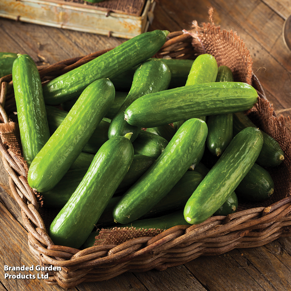 Cucumber 'Mini Stars' F1 Hybrid (Grafted)
