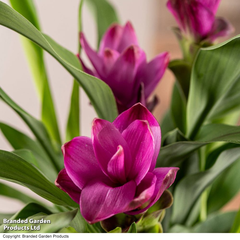 Curcuma alismatifolia 'Siam Sublime'