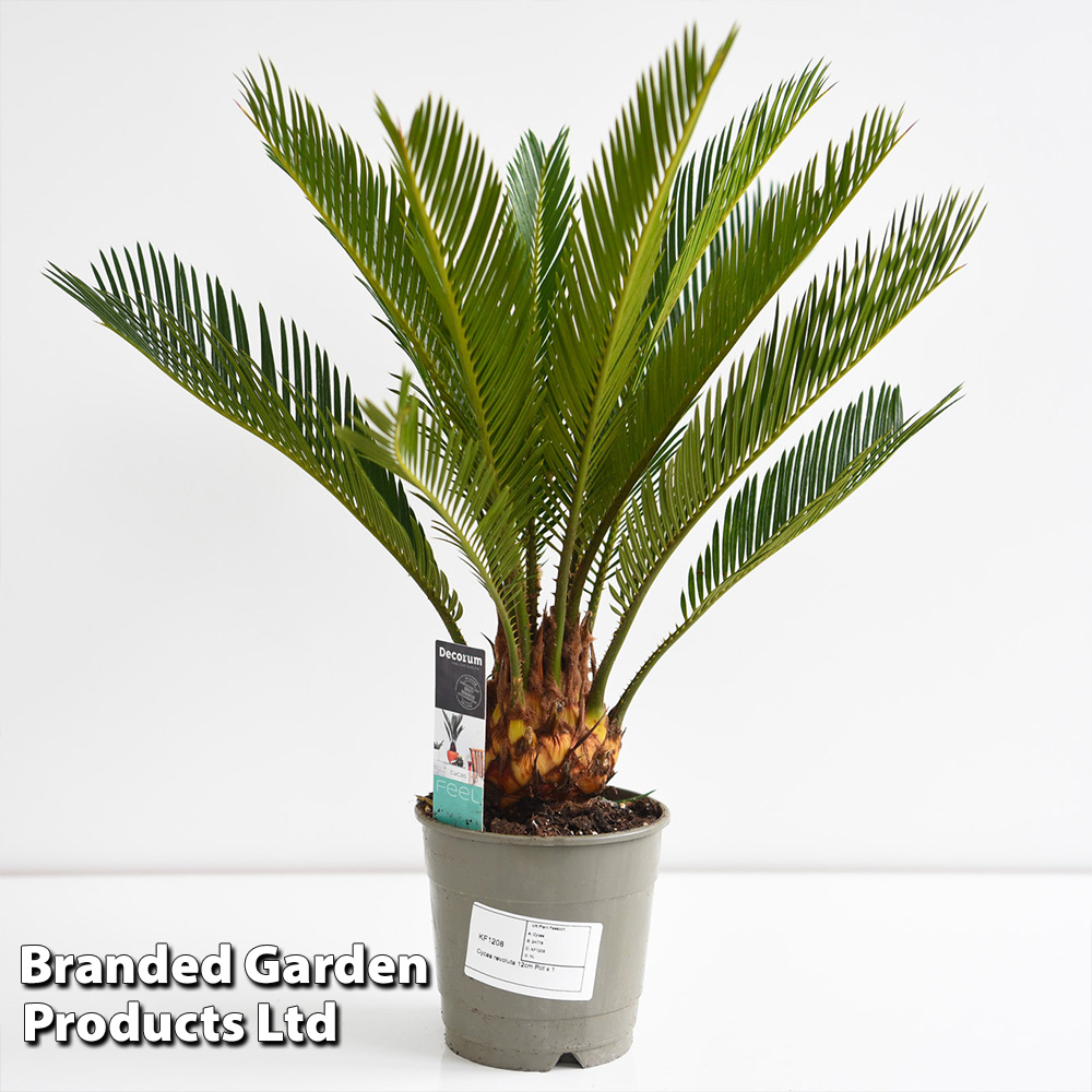 Cycas revoluta | Suttons