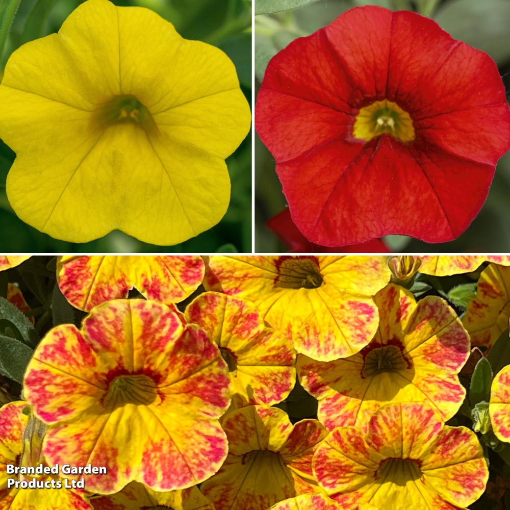 Calibrachoa 'Calita Fiesta' Mix
