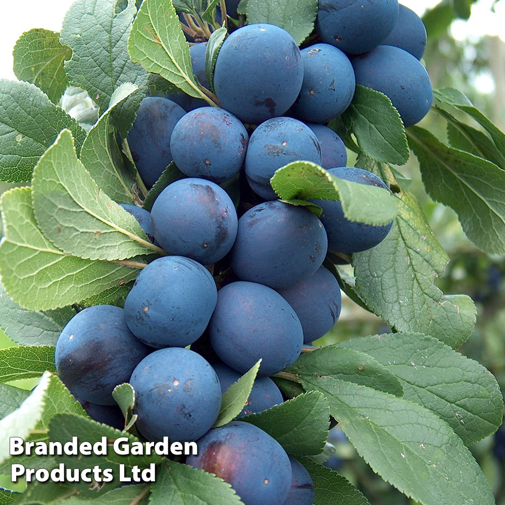Damson 'Farleigh' | Suttons