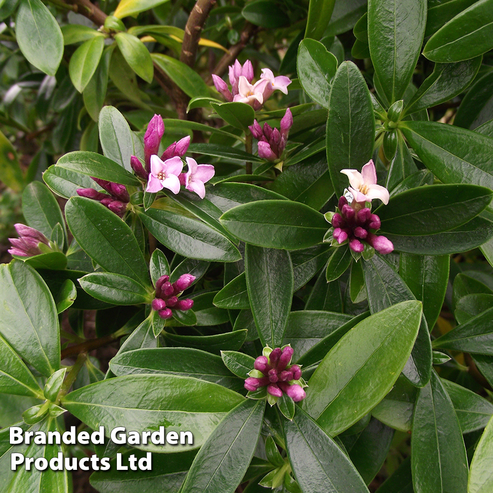 Daphne odora 'Sweet Amethyst' | Suttons
