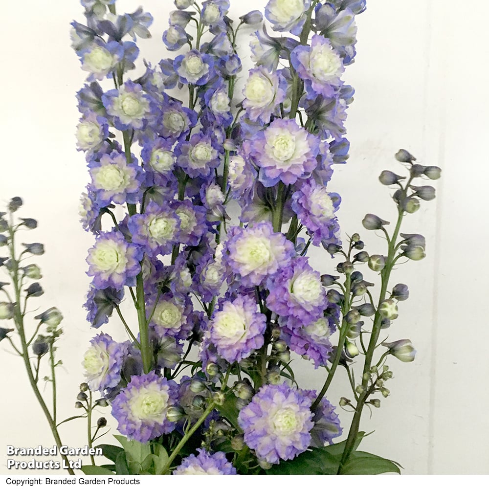 Delphinium elatum 'Highlander Bolero'