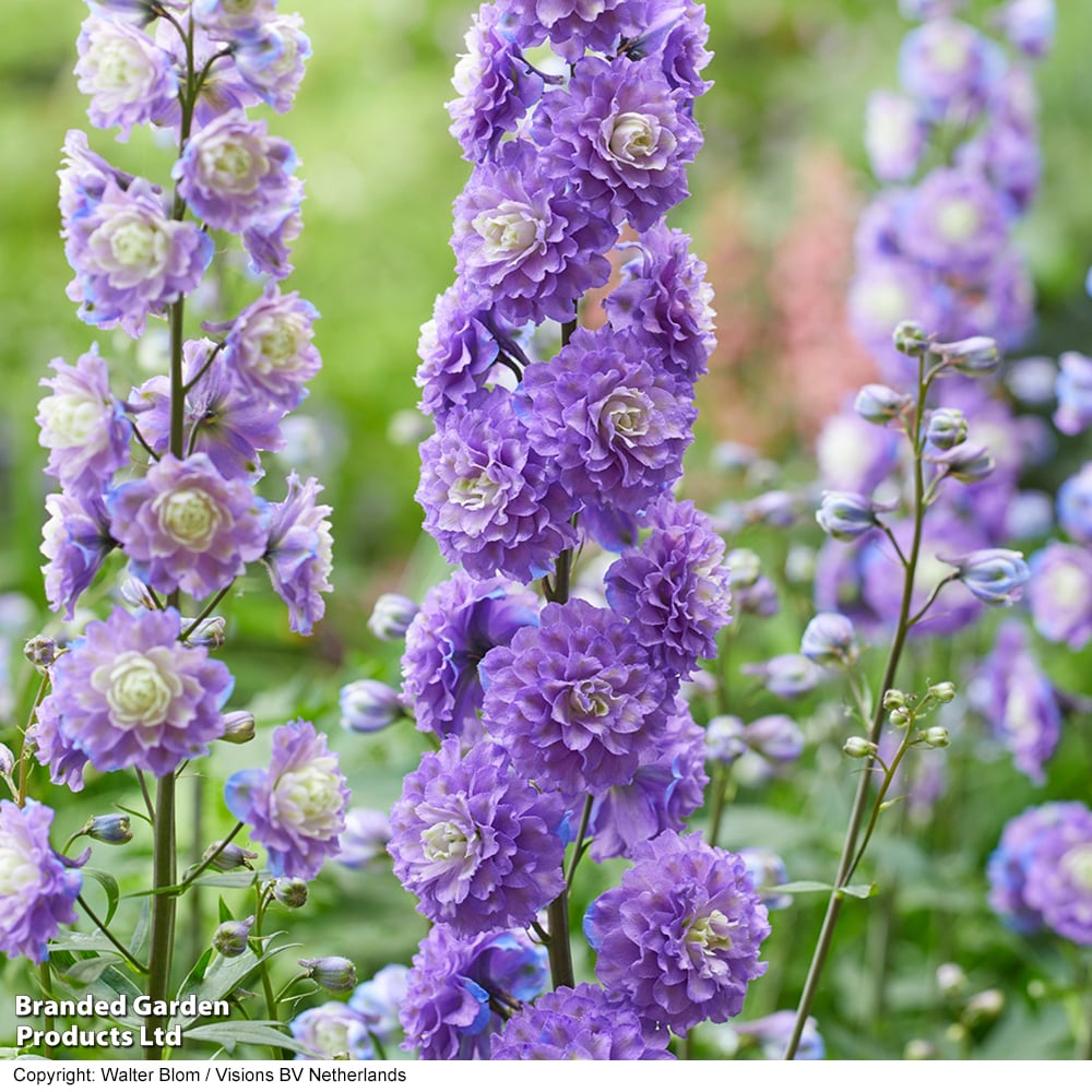 Delphinium elatum 'Highlander Bolero'