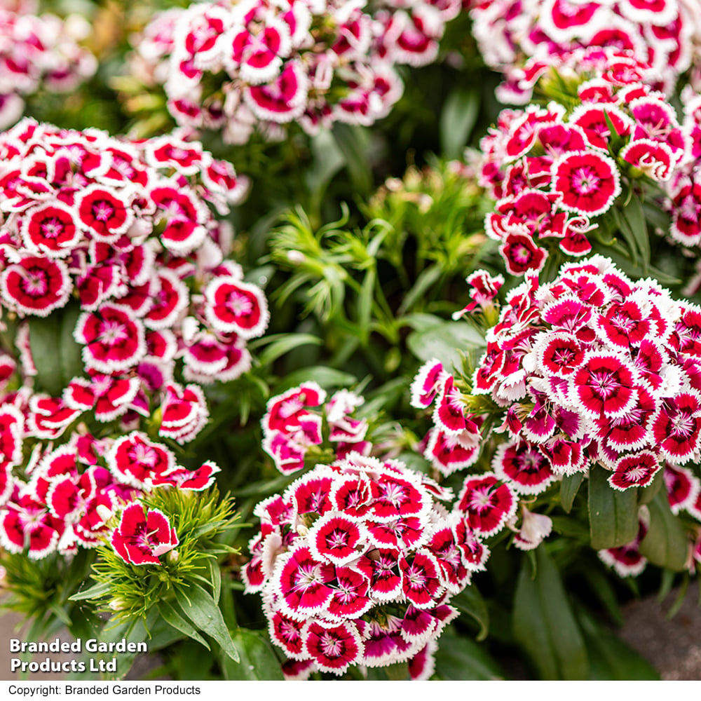 Dianthus 'Dart Red White Picotee'