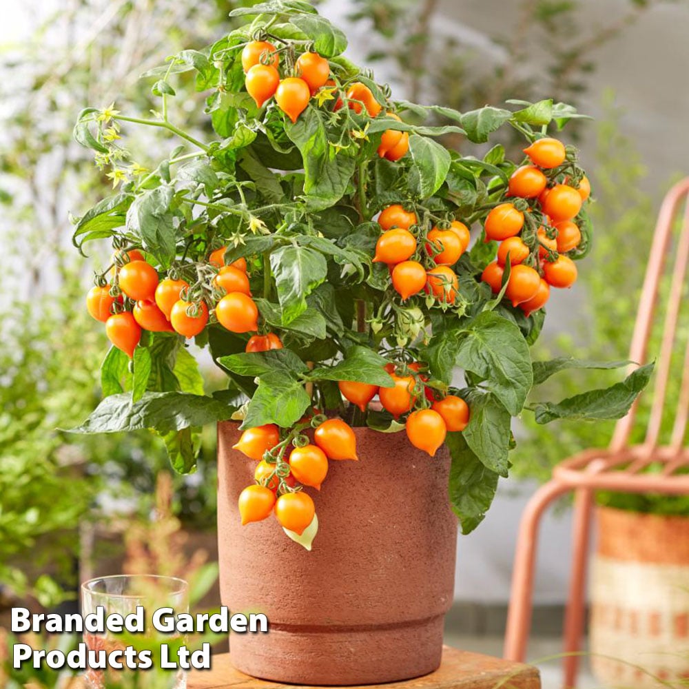 Tomato 'Dora Orange' | Suttons