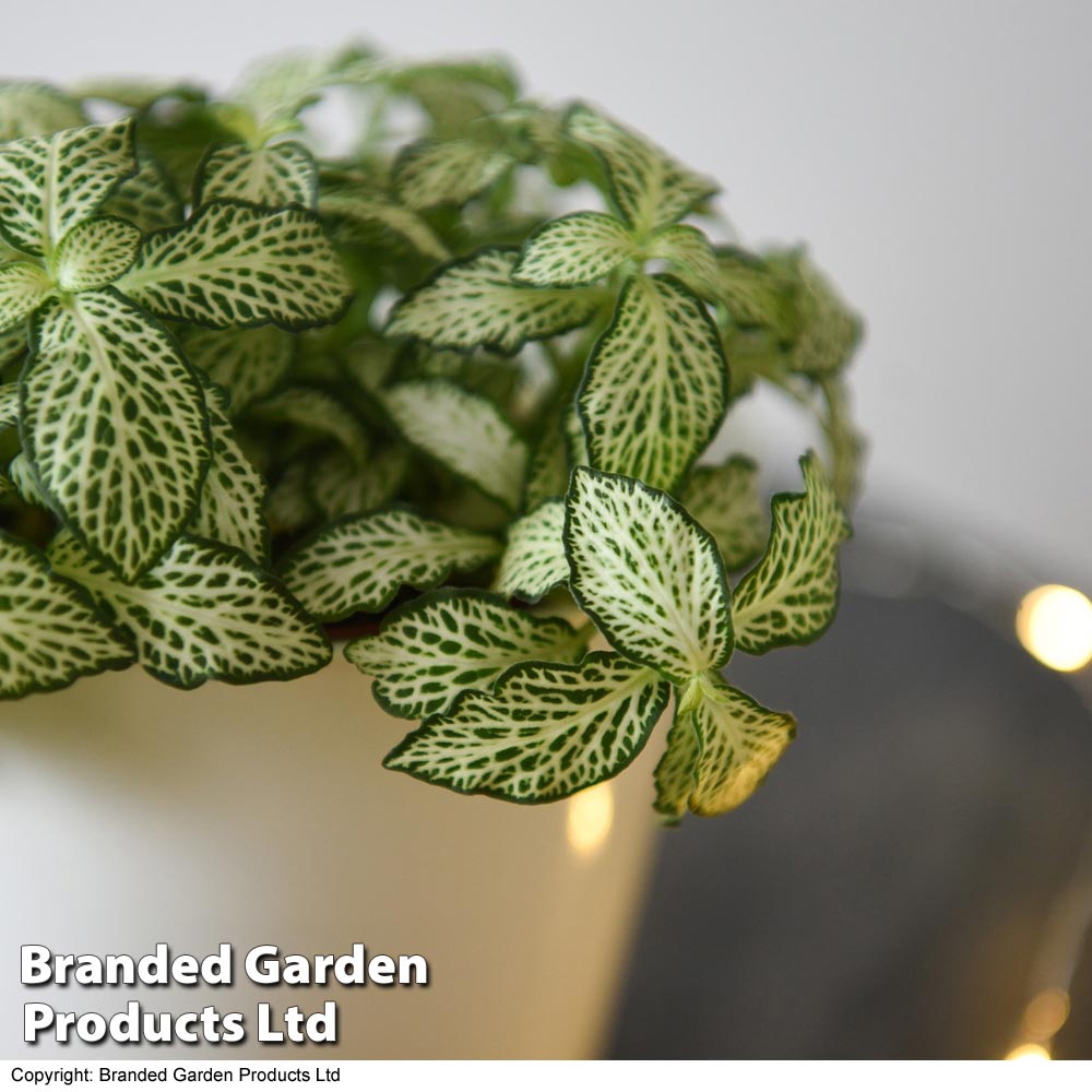 Fittonia 'White Tiger' - Gift | Suttons