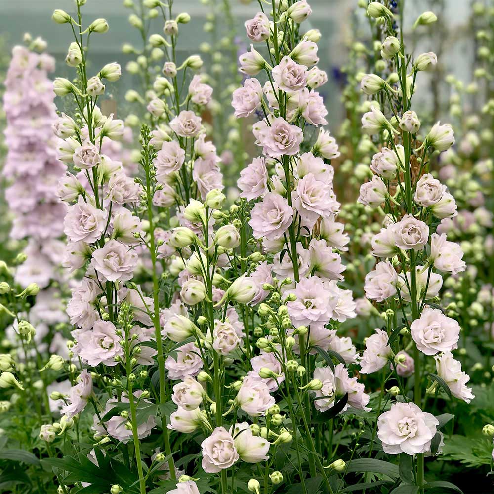 Delphinium Plant - Cinderella | Suttons