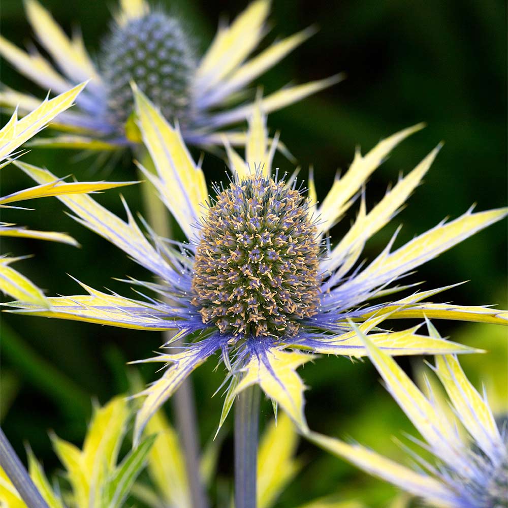 Eryngium Plant - Neptunes Gold | Suttons