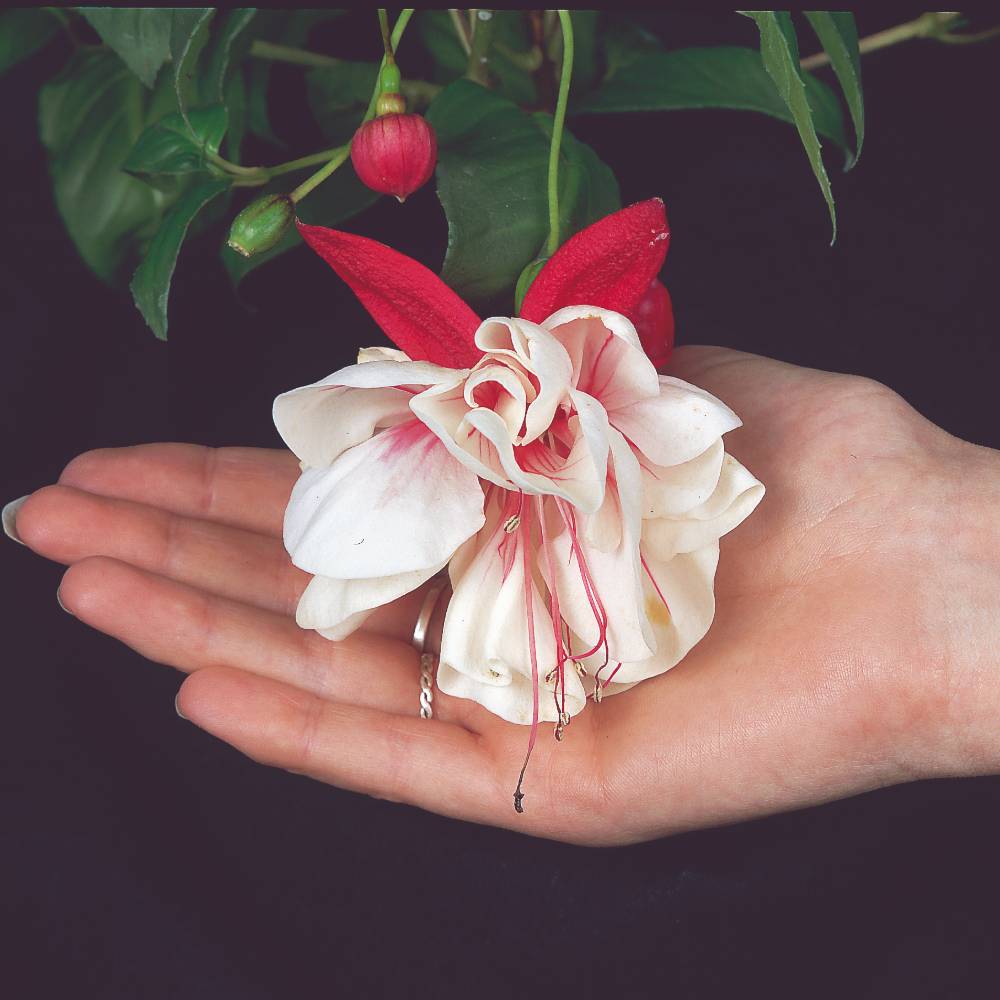 Fuchsia Plants - Giant Double-flowered Trailing Collection | Suttons