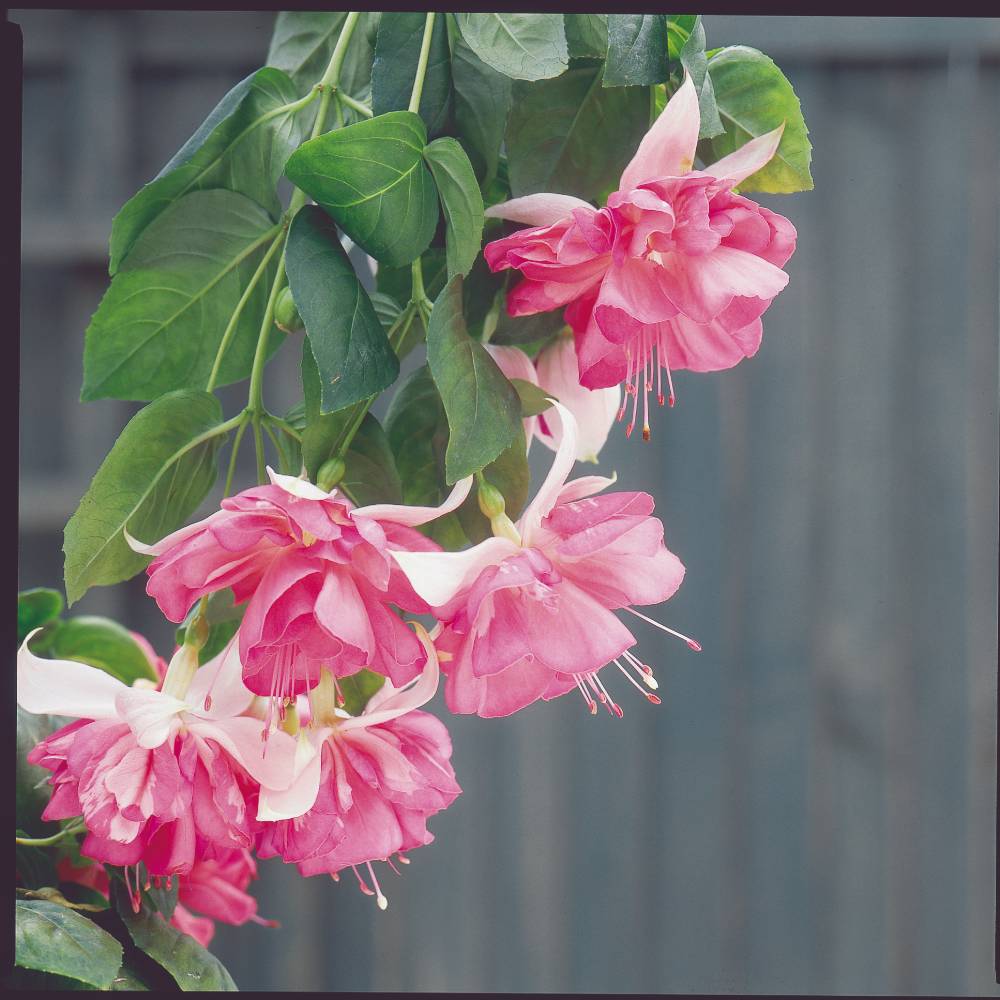 Fuchsia Plants - Giant Double-flowered Trailing Collection | Suttons